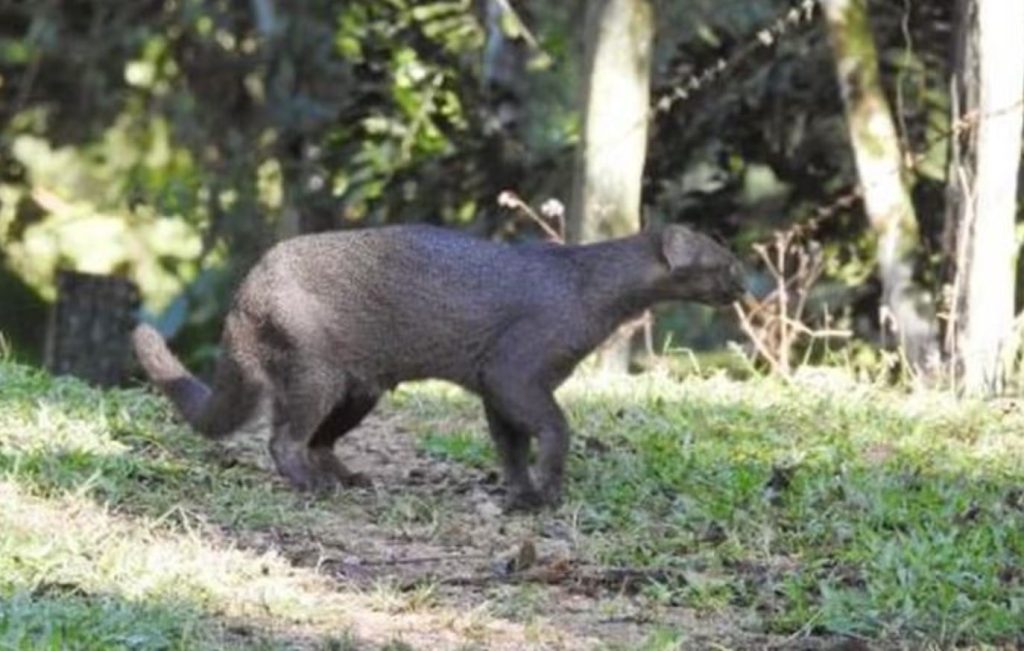 Confira 5 curiosidades sobre o Gato-Mourisco, recém-avistado em Santa ...